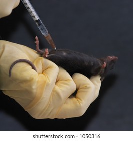 Laboratory Mouse Given Intraperitoneal Injection 2 Stock Photo (Edit ...