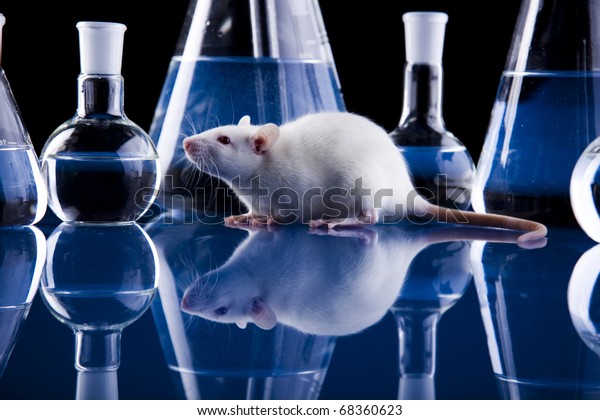 Laboratory Rat Stock Photo (Edit Now) 68360623