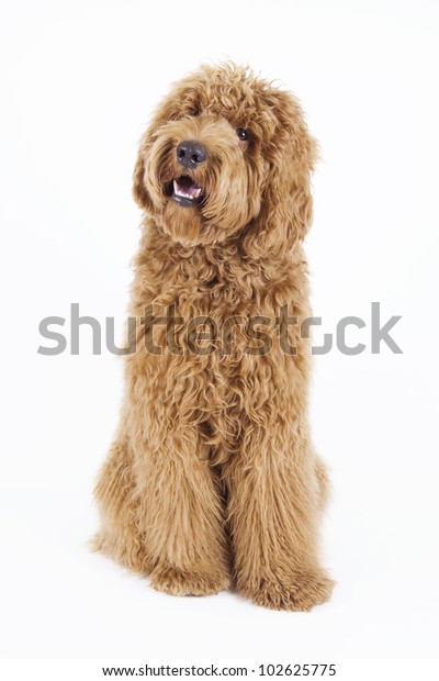 Labradoodle Sitting Stock Photo (Edit Now) 102625775