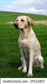 52 Dog With Ears Flapping In The Wind Images, Stock Photos & Vectors ...