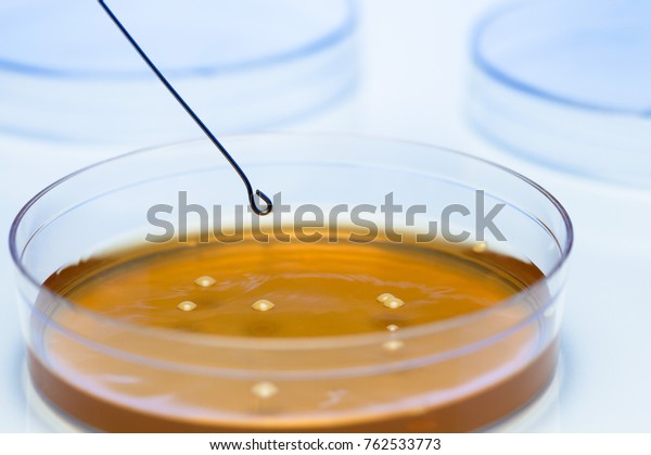 Lactobacillus Bacteria Colonies Inoculation Loop Over Stock Photo (Edit ...