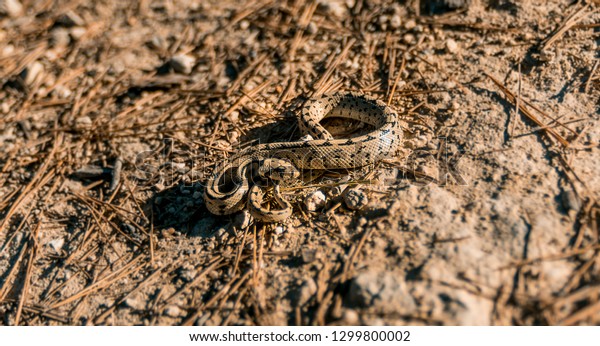 Ladder Snake Rolled Attack Sandy Arid Stock Photo 1299800002 | Shutterstock