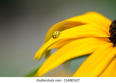 Lady Bug Stock Photo 214087627 | Shutterstock