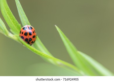 Lady Bug Stock Photo 716924905 | Shutterstock