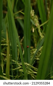 7,056 Rice bug Images, Stock Photos & Vectors | Shutterstock
