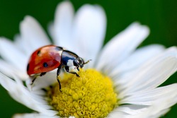 Adam Chaar: портфолио стоковых фотографий и изображений | Shutterstock