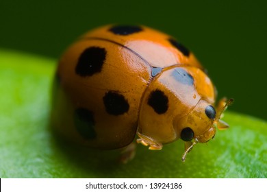 Photo Yellow Ladybug On Broken Tree Stock Photo 1806503071 | Shutterstock