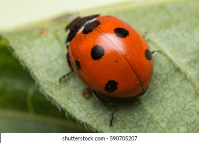 Eyed Ladybird Anatis Ocellata Ladybug Sitting Stock Photo (Edit Now ...