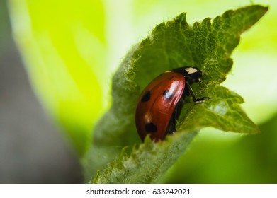 Japanese Scarab Beetles Invasive North America Stock Photo (Edit Now ...