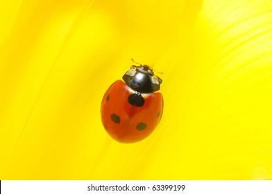 Ladybug Stock Photo 63399199 | Shutterstock