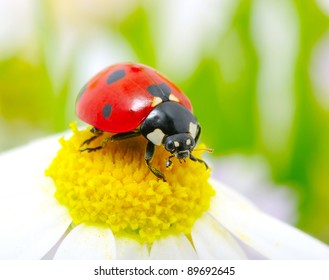 5,521 Ladybug head Images, Stock Photos & Vectors | Shutterstock