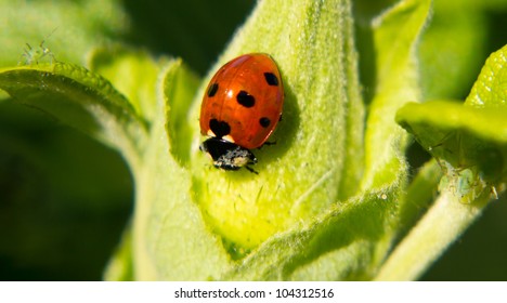 Ladybug Close Stock Photo 104312516 | Shutterstock