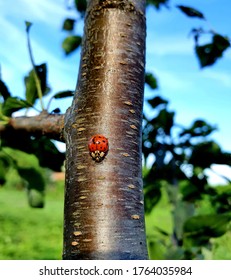 536 Ladybug On Tree Trunk Images, Stock Photos & Vectors | Shutterstock