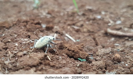 776 Ladybug on the sand Images, Stock Photos & Vectors | Shutterstock
