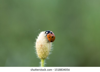 Ladybug Environment Leaf Macro Stock Photo 1518834056 | Shutterstock