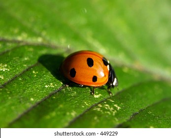 Ladybug On Leaf Stock Photo 449229 | Shutterstock