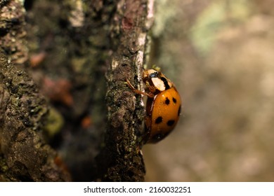 18,737 Tree ladybug Images, Stock Photos & Vectors | Shutterstock