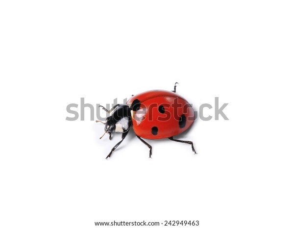 67,475 Ladybug White Background Images, Stock Photos & Vectors ...