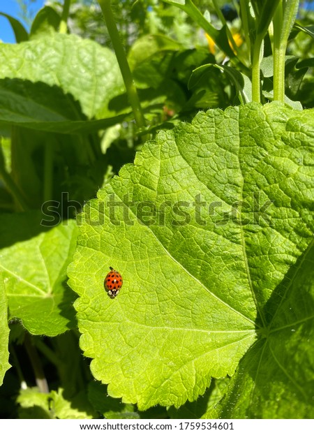 Ladybug Pooping On Leaf Stock Photo 1759534601 | Shutterstock
