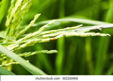 113 Ladybirds rice field Images, Stock Photos & Vectors | Shutterstock