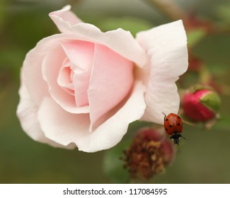 3,724 Ladybug on rose Images, Stock Photos & Vectors | Shutterstock