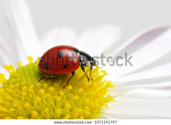 Ladybug Sits On Flower Stock Photo (Edit Now) 1071291797 Ladybug Sits On Flower Stock Photo (Edit Now) 1071291797