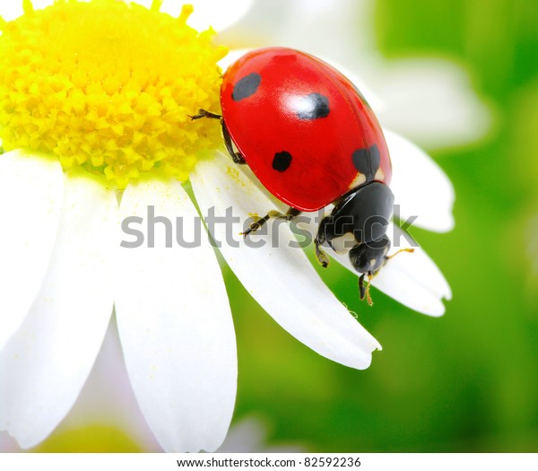 Ladybug Sits On Flower Stock Photo (Edit Now) 82592236 Ladybug Sits On Flower Stock Photo (Edit Now) 82592236