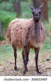 Lama Stock Photo 306833489 | Shutterstock