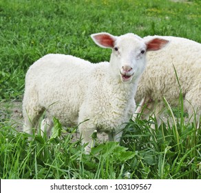 25,198 Cute lamb face Images, Stock Photos & Vectors | Shutterstock