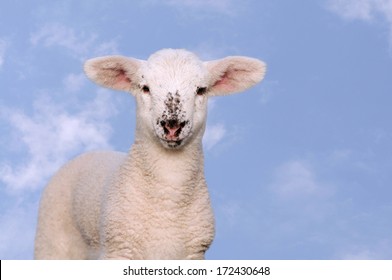 34,538 Lamb head Images, Stock Photos & Vectors | Shutterstock