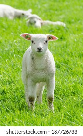 Lamb Stock Photo 187726733 | Shutterstock
