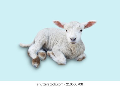 3,461 Lamb sitting Images, Stock Photos & Vectors | Shutterstock