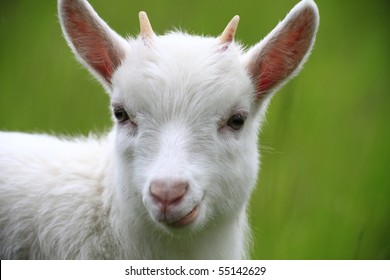 9,964 Innocent lamb Images, Stock Photos & Vectors | Shutterstock