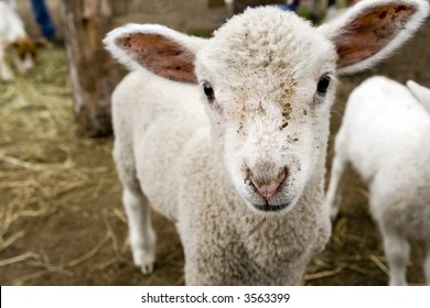 32,544 Lamb face Images, Stock Photos & Vectors | Shutterstock