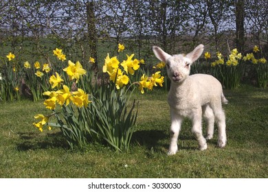 71,406 Spring lambs Images, Stock Photos & Vectors | Shutterstock