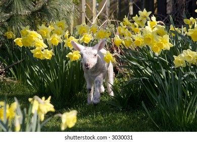 71,406 Spring lambs Images, Stock Photos & Vectors | Shutterstock