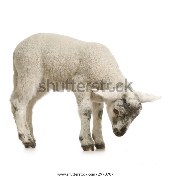 Lamb Looking Down Isolated On White Stock Photo 2970787 | Shutterstock