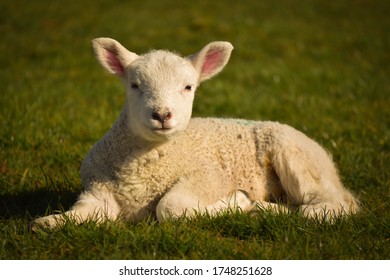 1,143 Sheep Lying Down Images, Stock Photos & Vectors | Shutterstock
