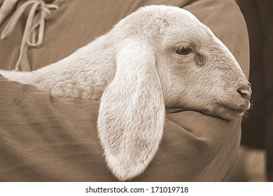 38,702 Sheep And Shepherd Images, Stock Photos & Vectors | Shutterstock