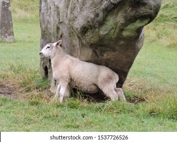 Lamb Using Trunk Tree Scratch His Stock Photo 1537726526 | Shutterstock