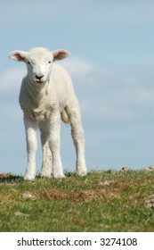 725 Lambkin Images, Stock Photos & Vectors | Shutterstock