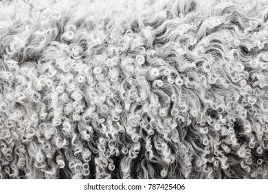 14,319 Sheep hair texture Images, Stock Photos & Vectors | Shutterstock