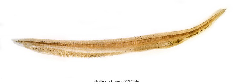 Amphioxi Images, Stock Photos & Vectors | Shutterstock