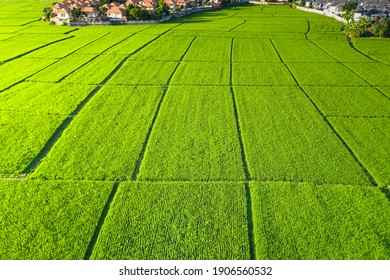 2,916 Rice plot Images, Stock Photos & Vectors | Shutterstock