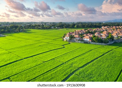2,916 Rice plot Images, Stock Photos & Vectors | Shutterstock