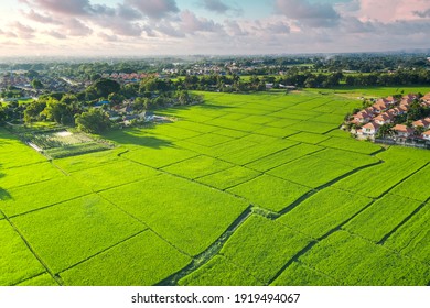 2,916 Rice plot Images, Stock Photos & Vectors | Shutterstock