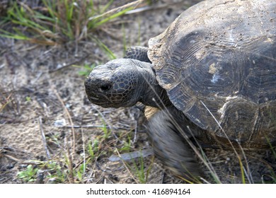 24 Turtle with straw in nose Images, Stock Photos & Vectors | Shutterstock