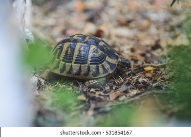 104 Western hermann tortoise Images, Stock Photos & Vectors | Shutterstock