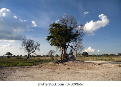 34,507 Botswana landscapes Stock Photos, Images & Photography ...