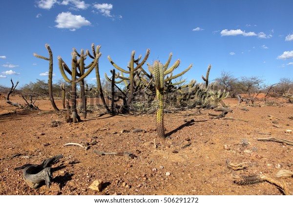 Landscape Caatinga Brazil Stock Photo (Edit Now) 506291272
